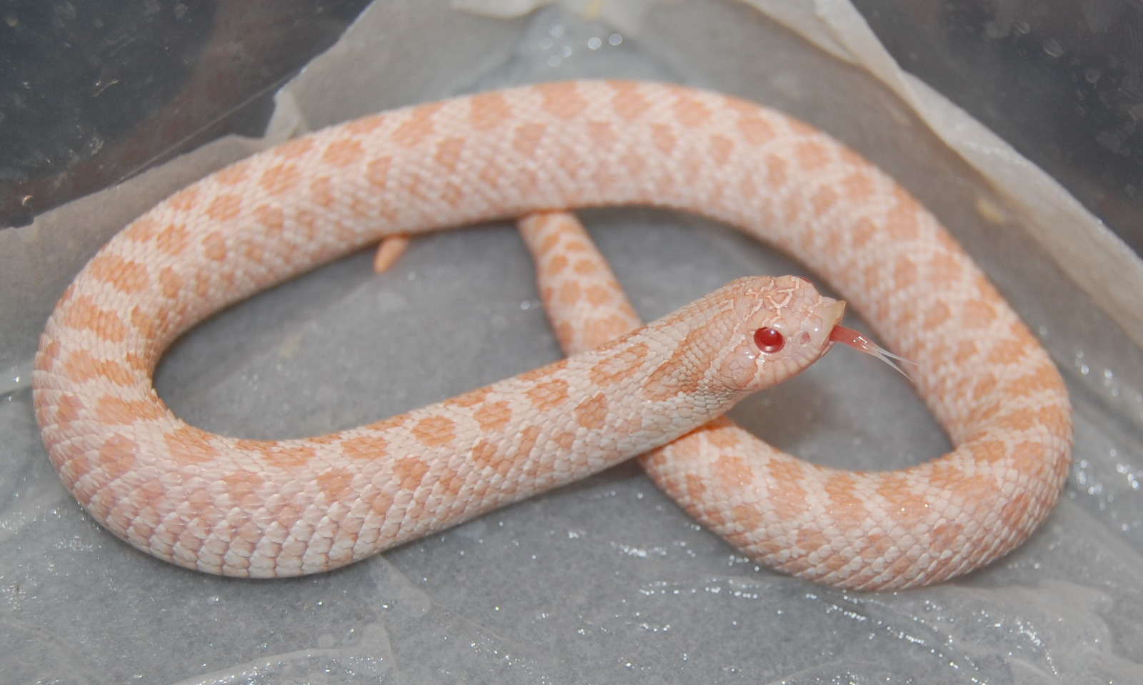 Farben – Hognose Snakes